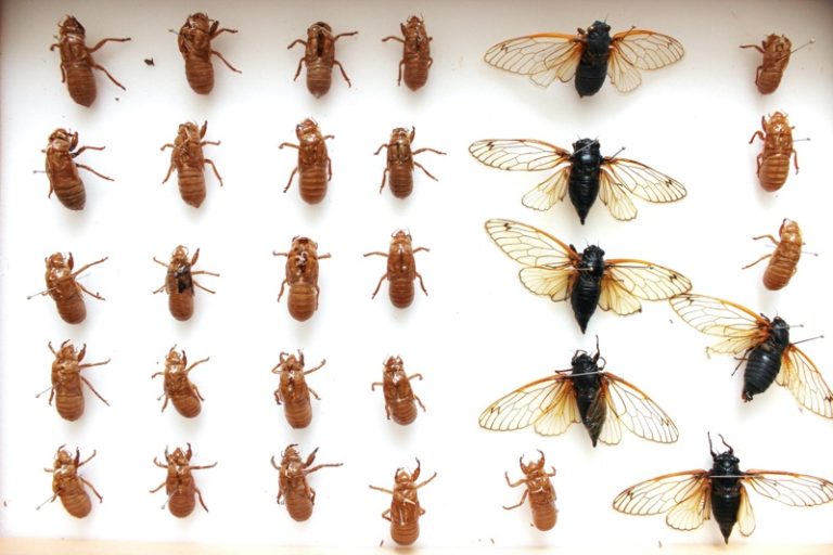 Brood II – Cicada Mania