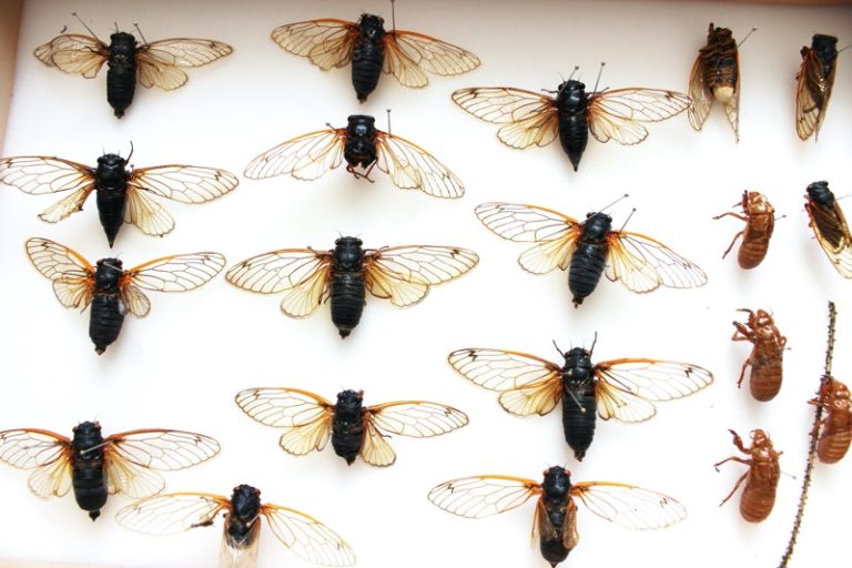 Brood II – Cicada Mania