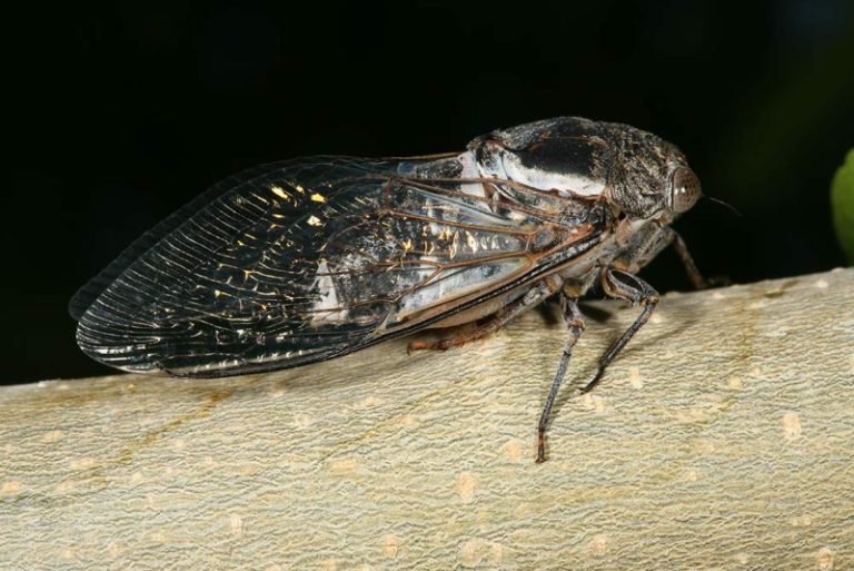 Cacama – Cicada Mania