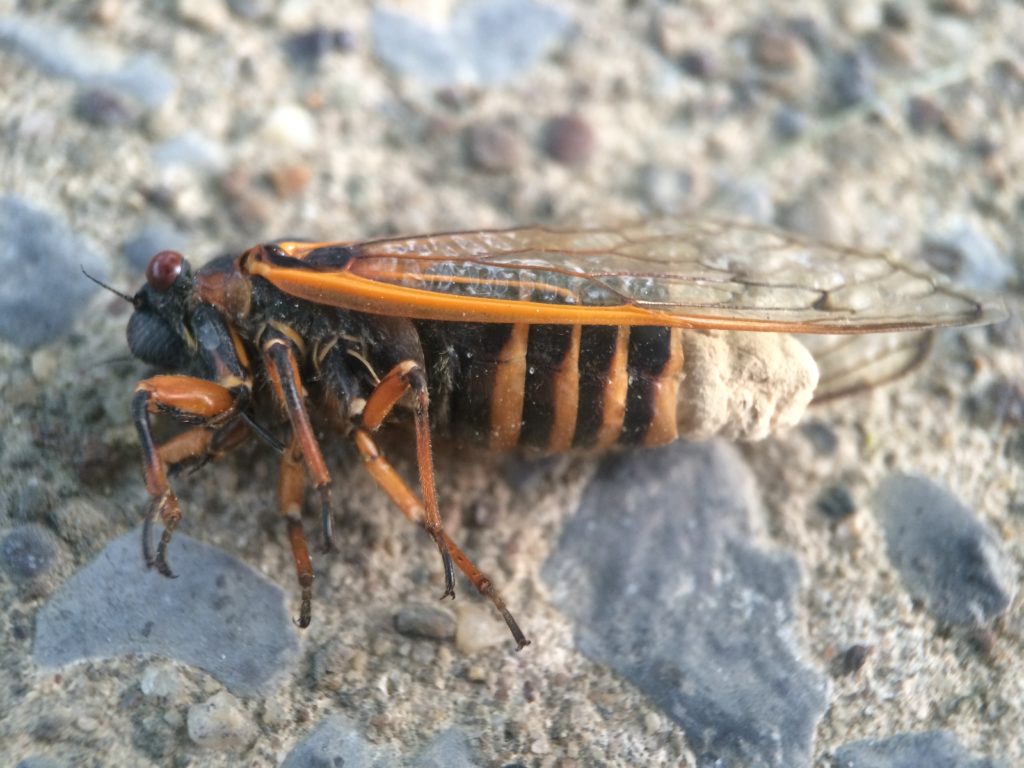 Anatomy - Cicada Mania