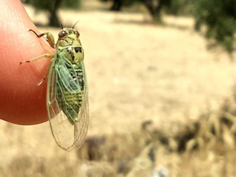 Cicadas of Europe – Cicada Mania