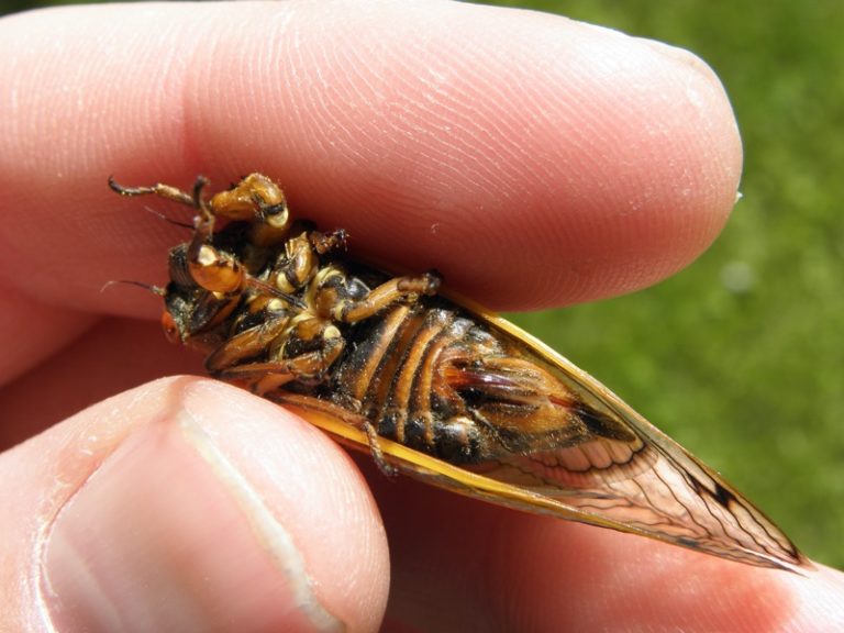 Brood II – Cicada Mania