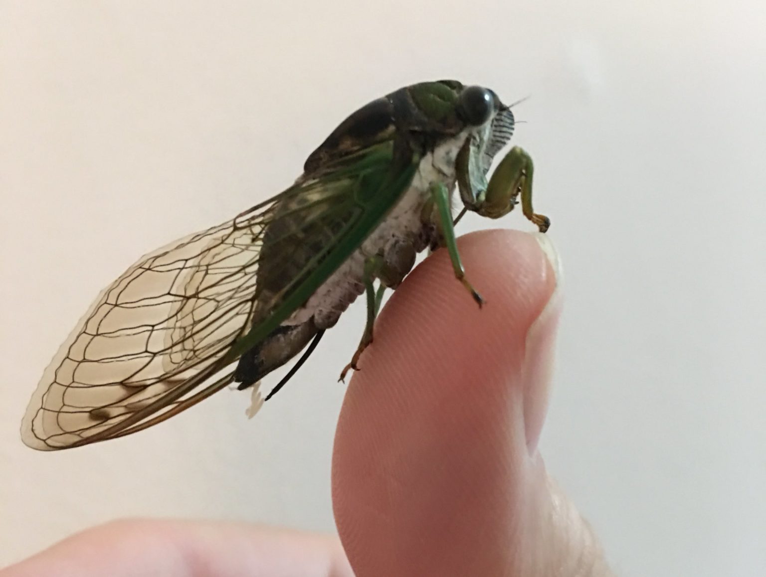 Eggs – Cicada Mania