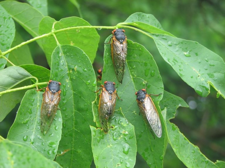 Brood XIII – Cicada Mania