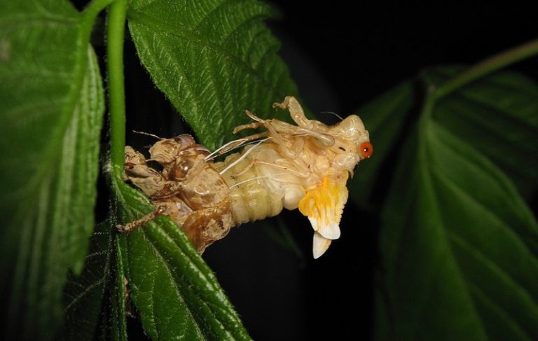 Anatomy - Cicada Mania