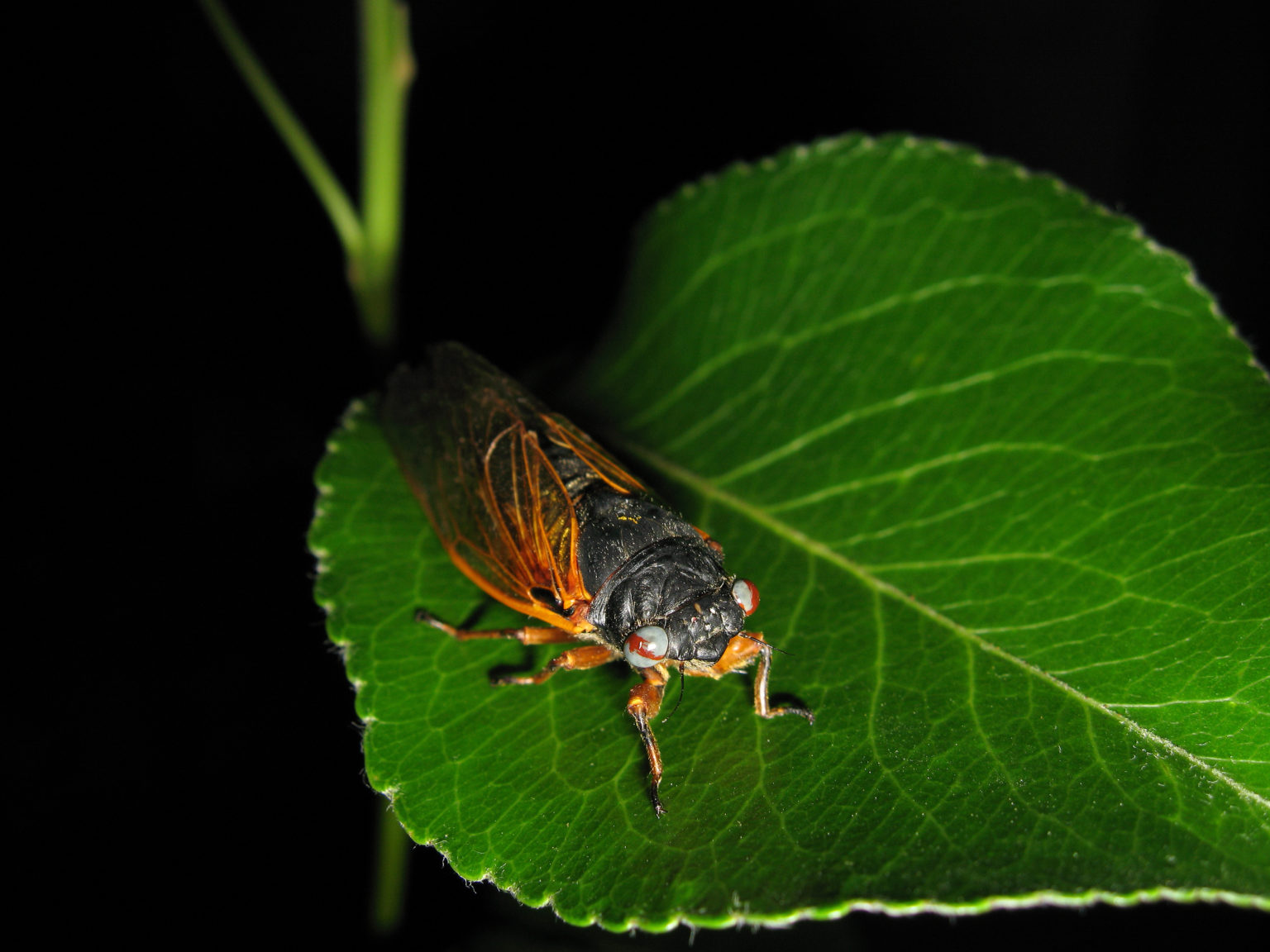 Brood XIV - Cicada Mania