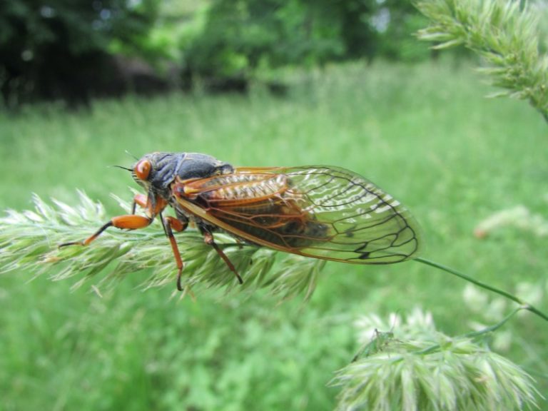 The Brood II Emergence Has Begun - Cicada Mania