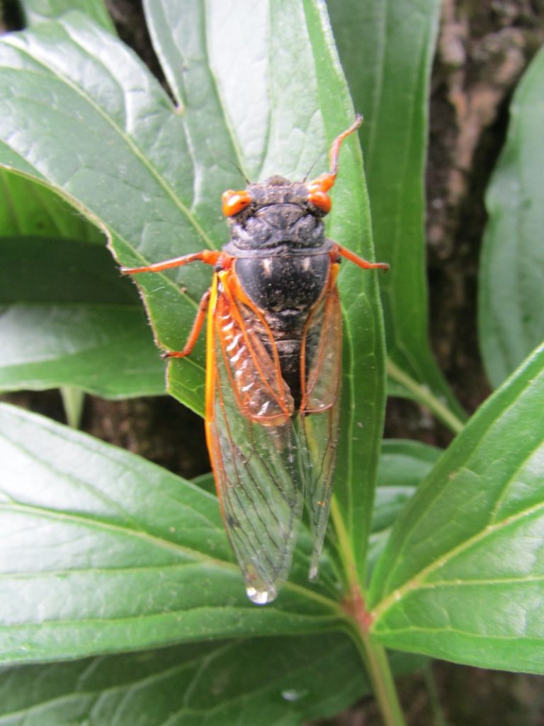 Brood II Magicicada photos by Dani Siddle from Brood II, part 1 ...