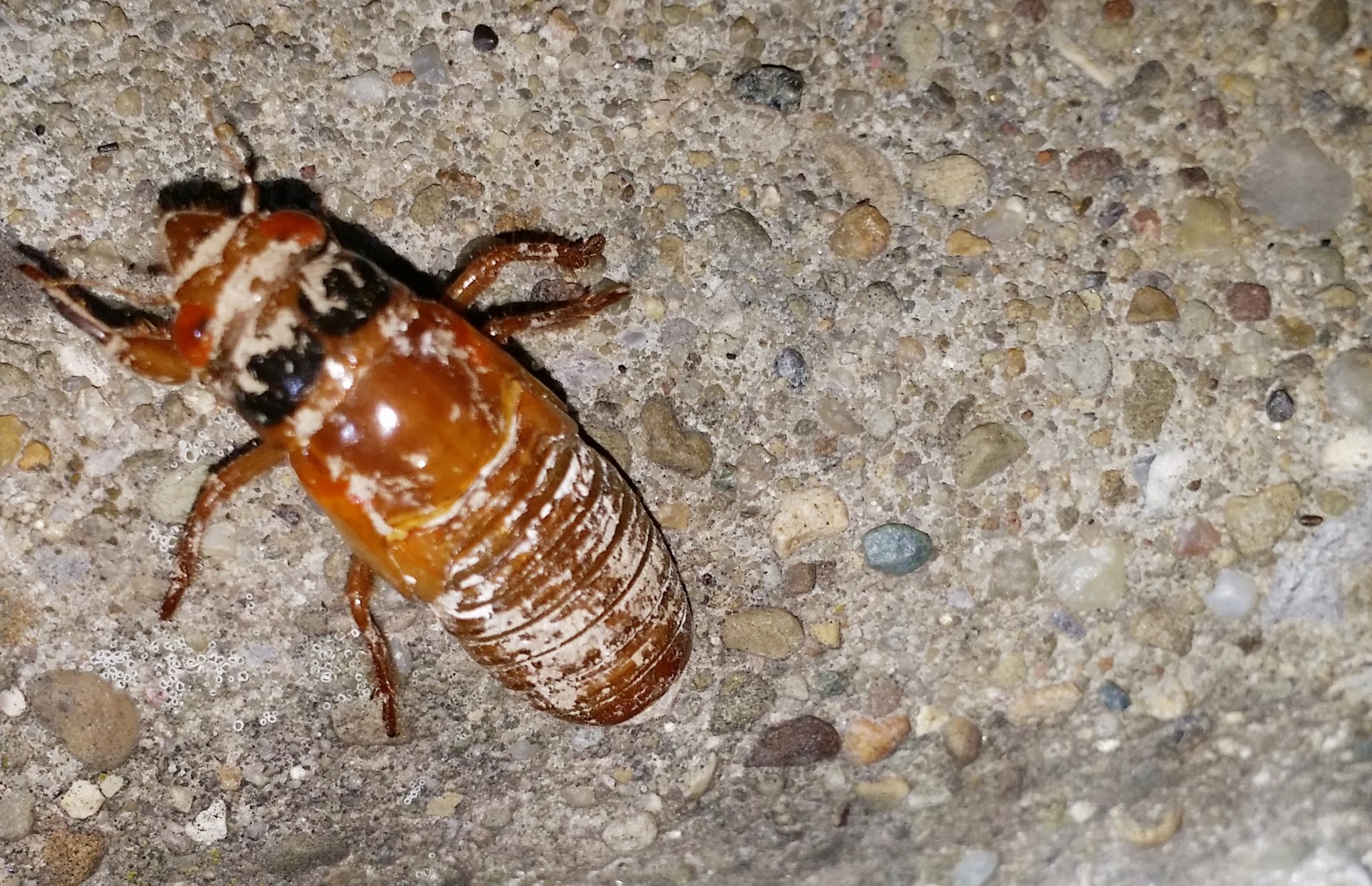 Brood V Magicicada from Morgantown, WV (2016) - Cicada Mania