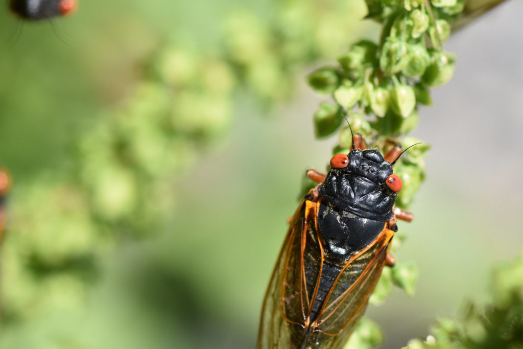 Magicicada Brood VII Cicada Photos from 2018 - Cicada Mania