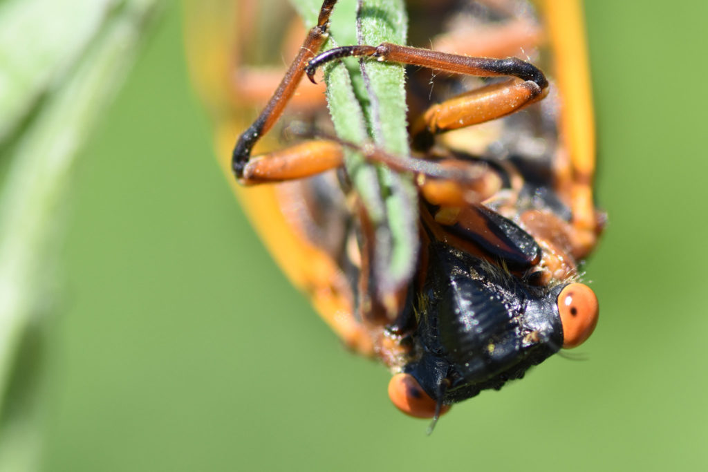 The 20 most frequently asked questions about cicadas – Cicada Mania