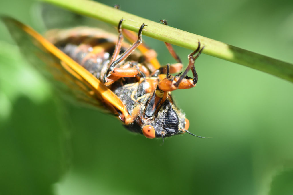 Magicicada Brood VII Cicada Photos from 2018 - Cicada Mania