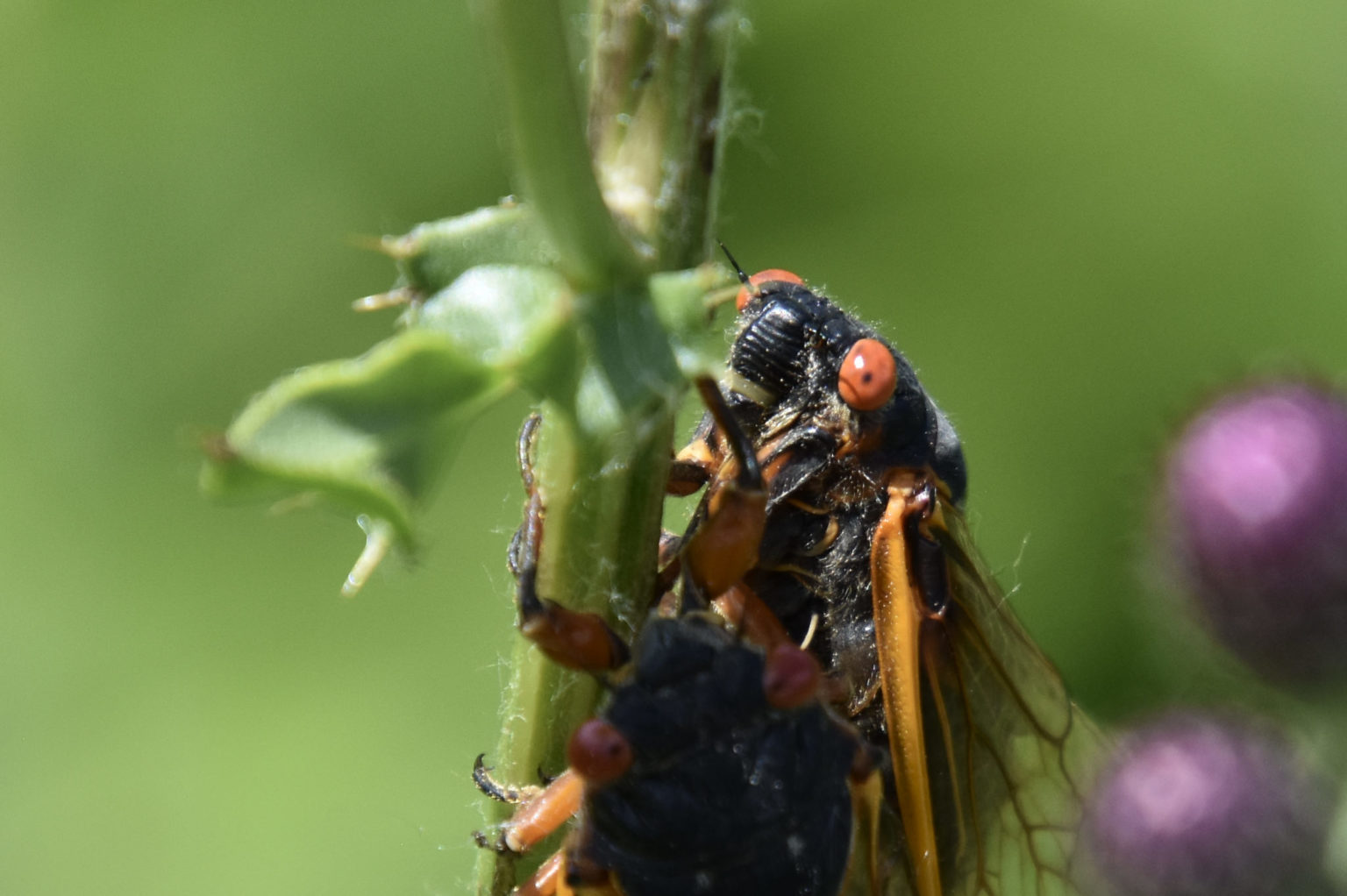 Magicicada Brood VII Cicada Photos from 2018 - Cicada Mania