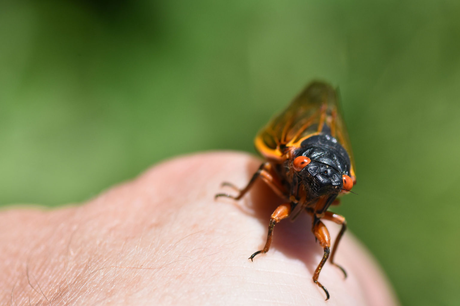 Magicicada Brood VII Cicada Photos from 2018 - Cicada Mania