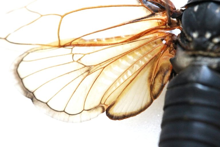 Brood II – Cicada Mania