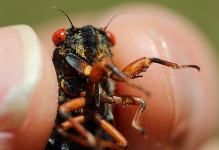 2014 Emergence of 13-Year Magicicada in Ohio & Kentucky, part 2 ...