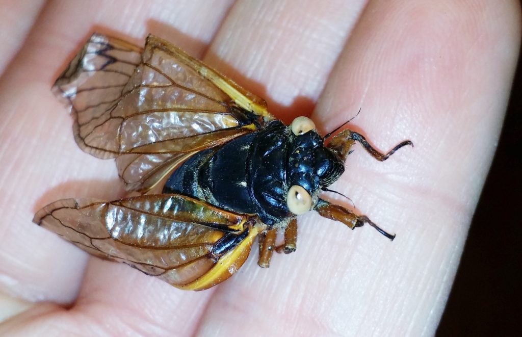 Core Arboretum – Brood V Magicicada from Morgantown, WV (2016) - Cicada ...