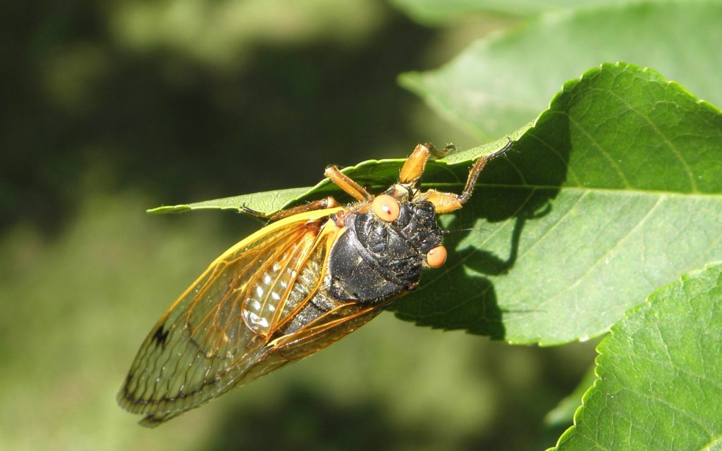 Cicadas on leaves & trees – Brood V Magicicada from Morgantown, WV ...