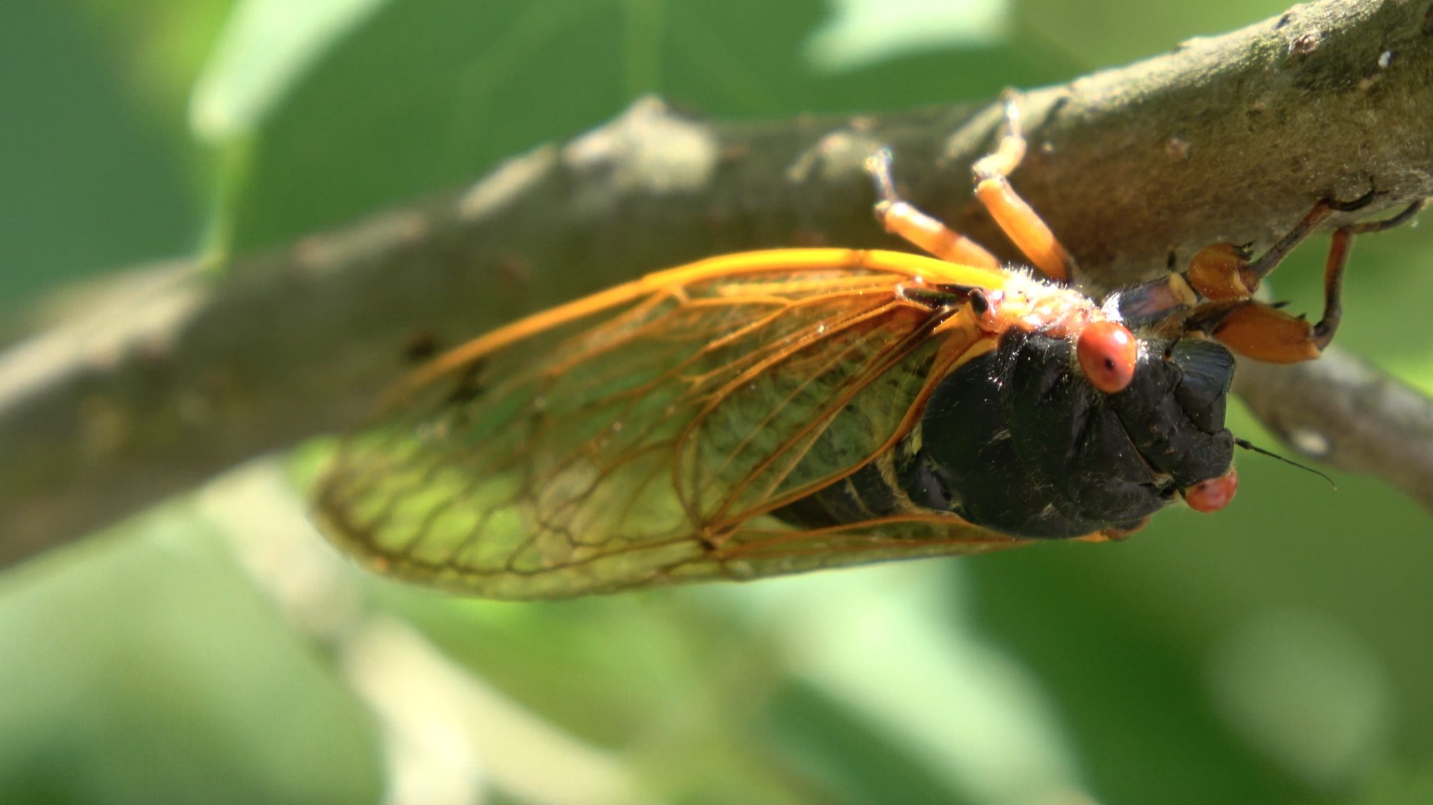 Jim Thorpe Pennsylvania Magicicada Emergence Gallery - Cicada Mania