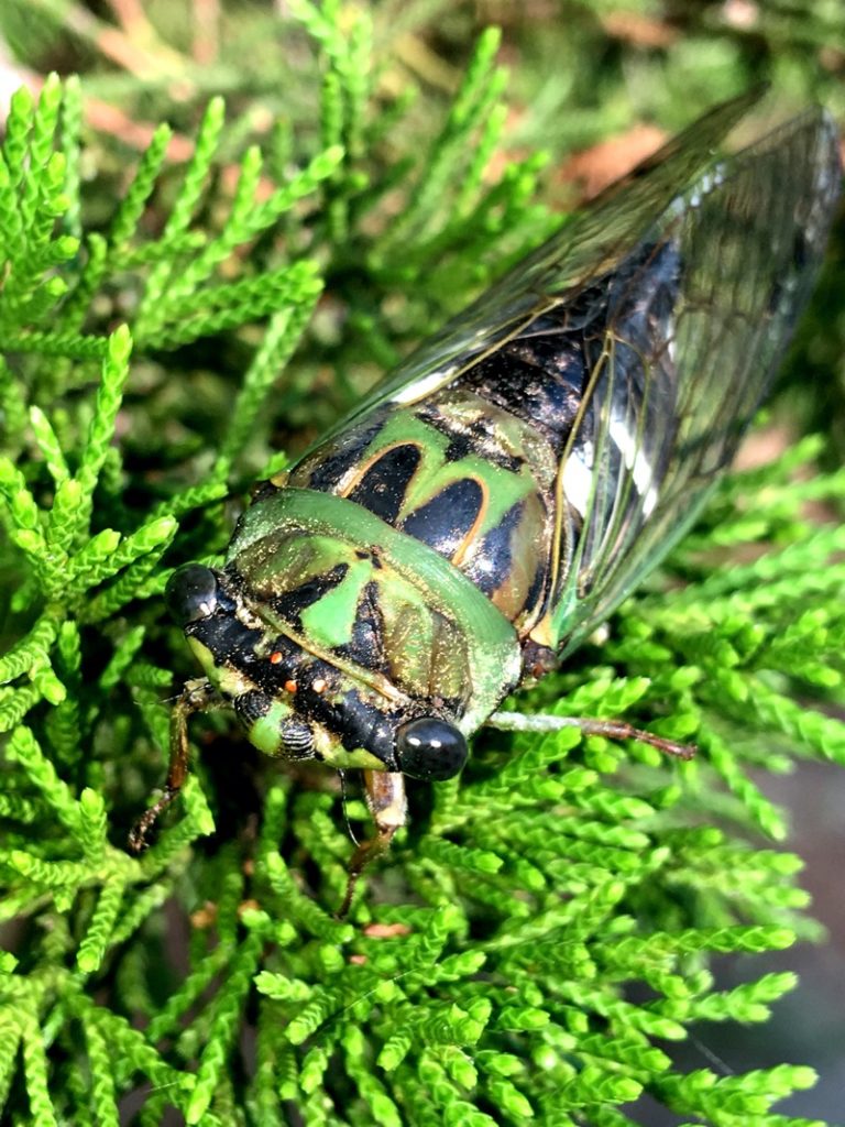 More Neotibicen latifasciatus photos – Cicada Mania