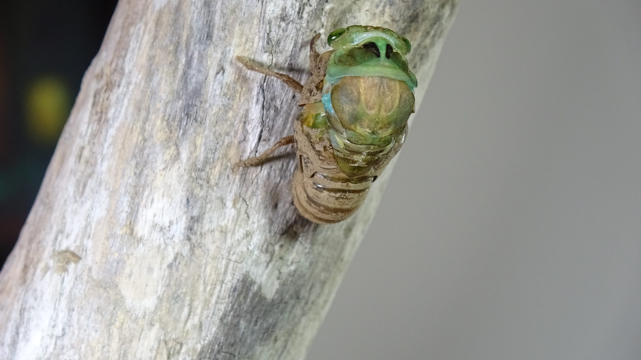 Male Neotibicen tibicen molting - Cicada Mania