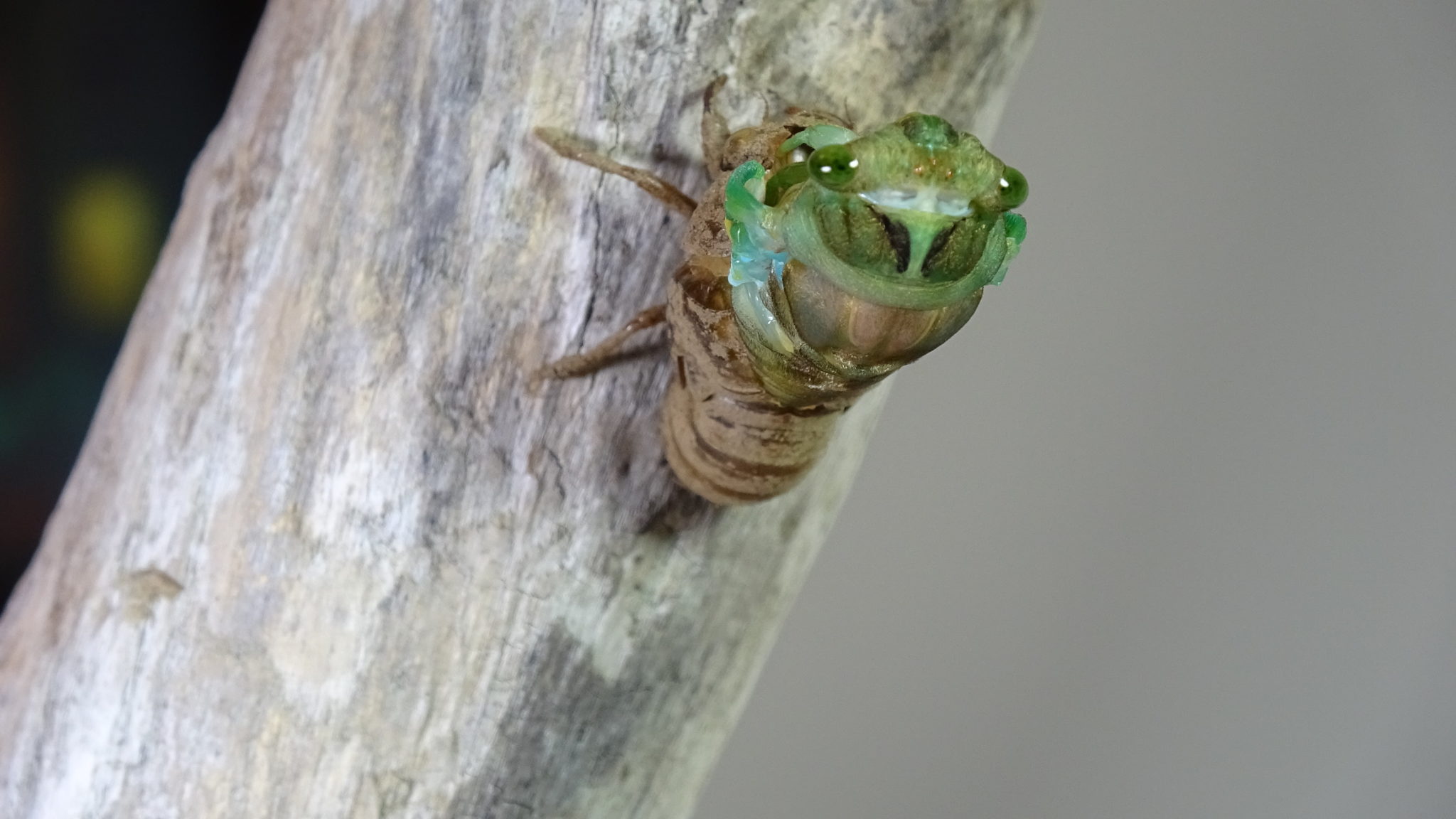 Male Neotibicen tibicen molting - Cicada Mania
