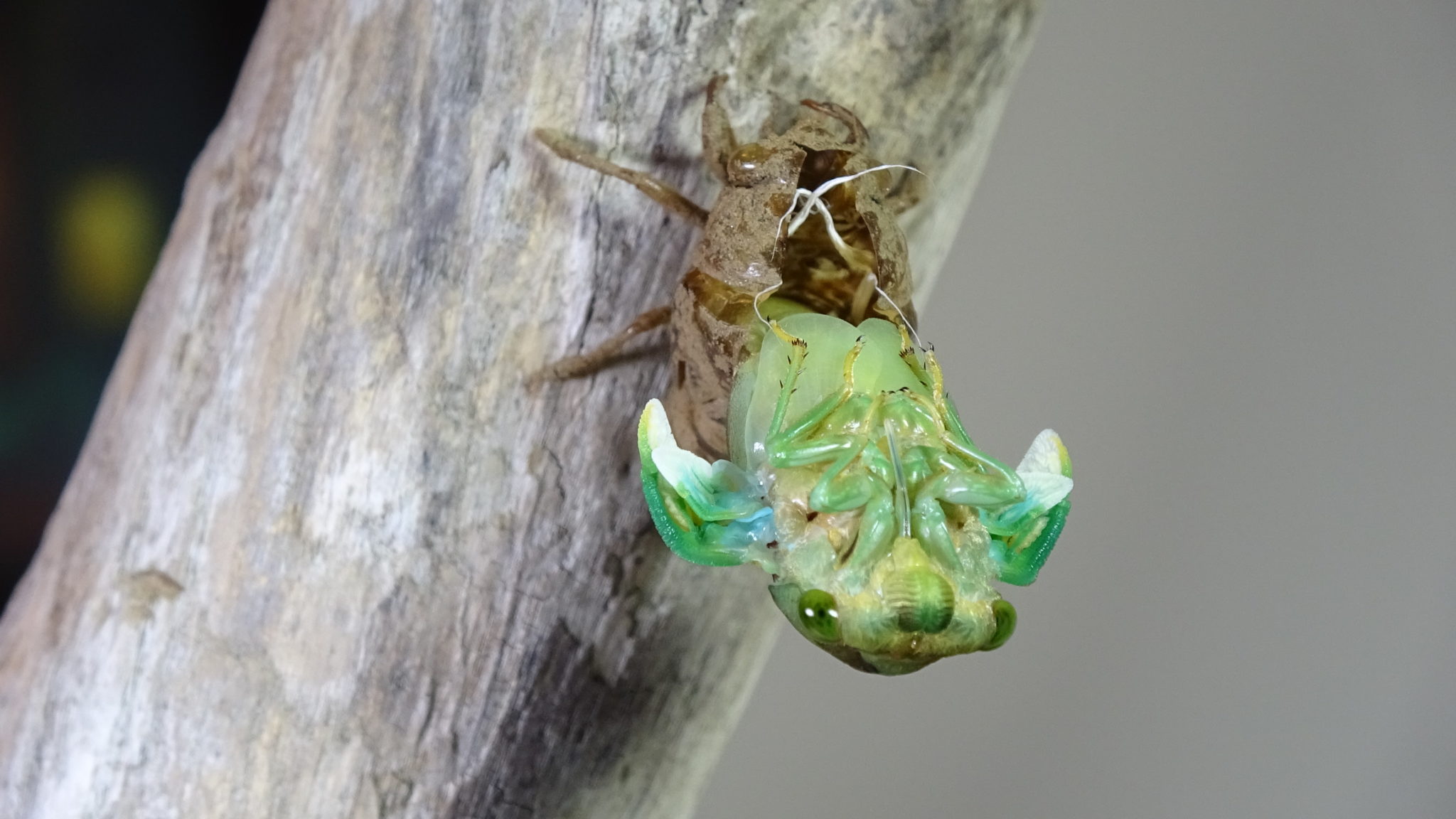Male Neotibicen tibicen molting - Cicada Mania