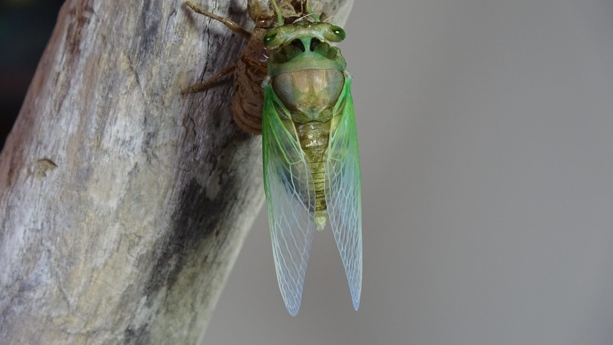 Male Neotibicen tibicen molting - Cicada Mania