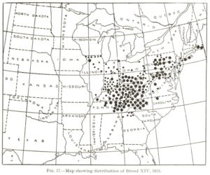 Brood XIV (14) Cicadas will emerge in 2025 in twelve states – Cicada Mania