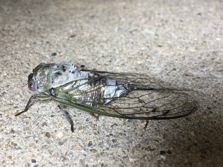 Looking for adult cicadas at night – Cicada Mania