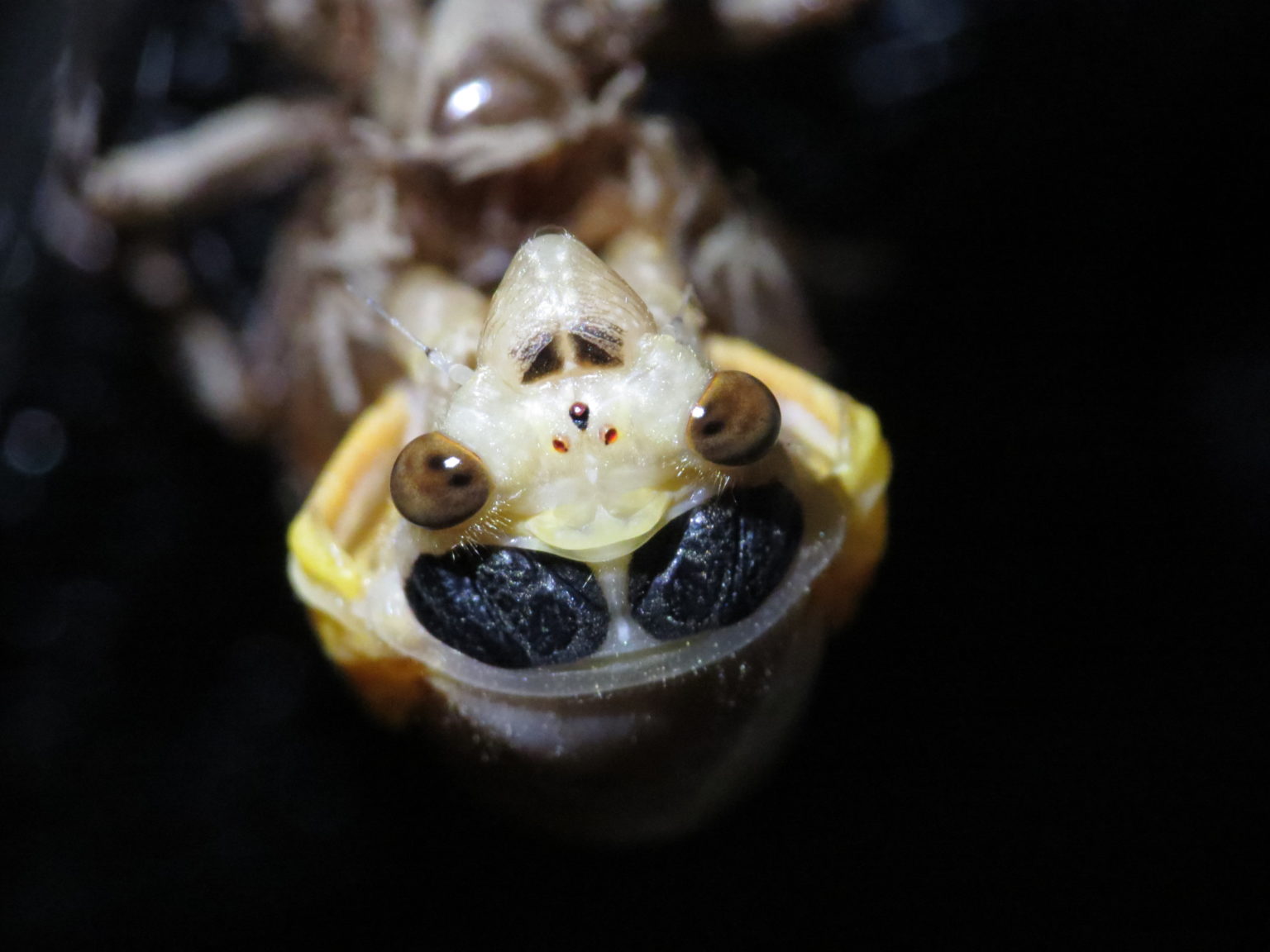 Eye Color - Cicada Mania