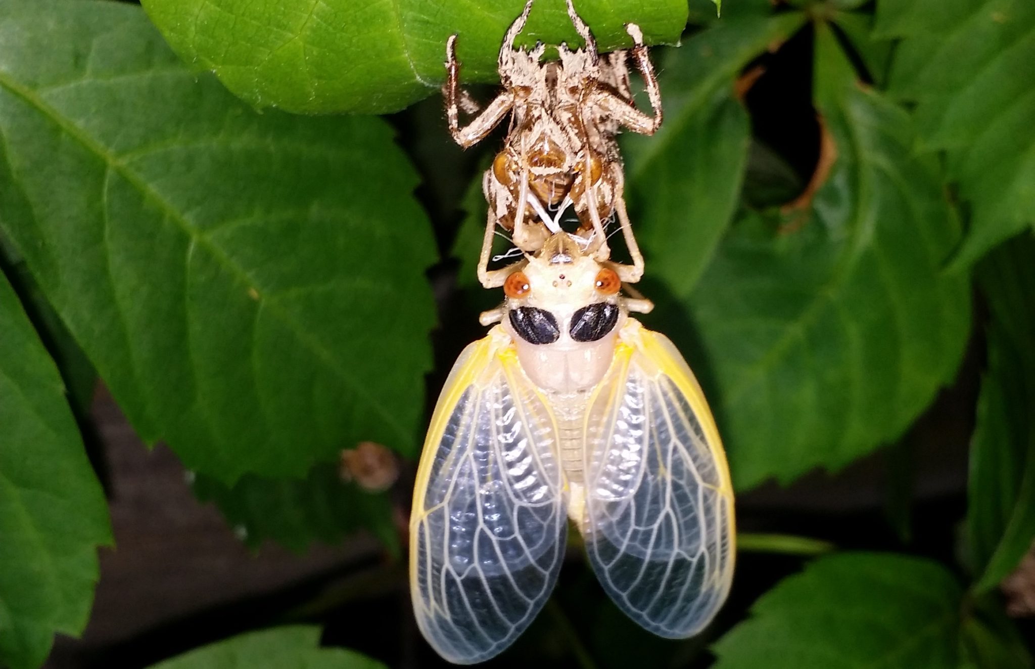 Brood V Magicicada from Morgantown, WV (2016) - Cicada Mania