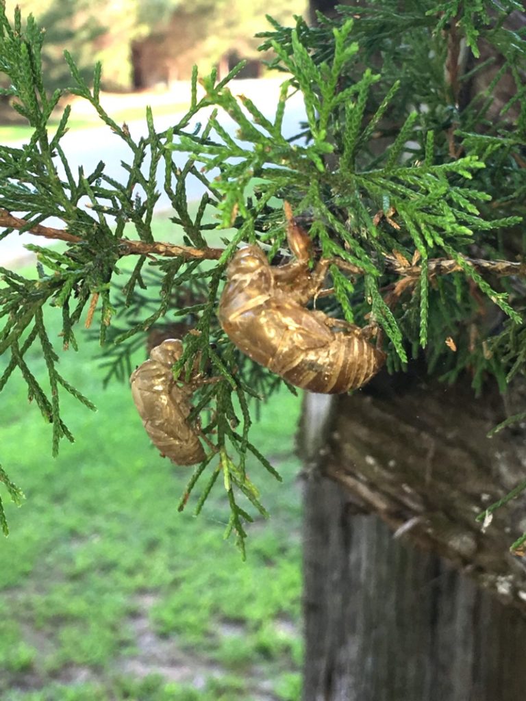 More Neotibicen latifasciatus photos – Cicada Mania