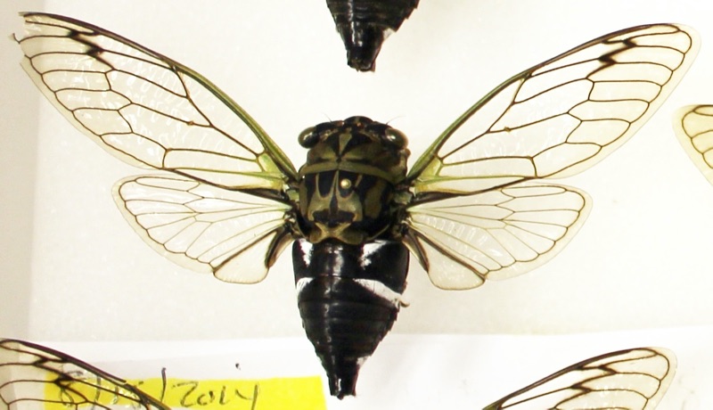 The Smaller Neotibicen – Cicada Mania