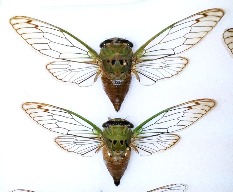 Neotibicen superbus – Cicada Mania