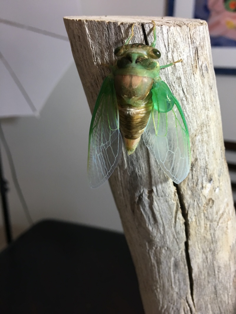Random Neotibicen photos from 2018 – Cicada Mania