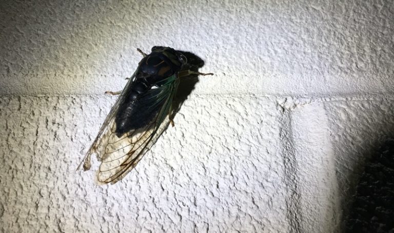 Looking for adult cicadas at night – Cicada Mania