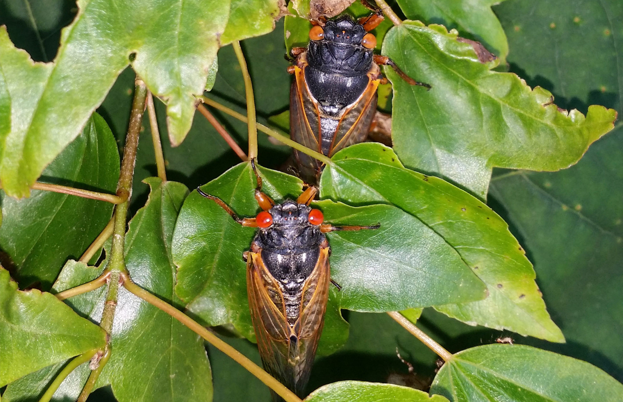 Cicadas on leaves & trees – Brood V Magicicada from Morgantown, WV ...