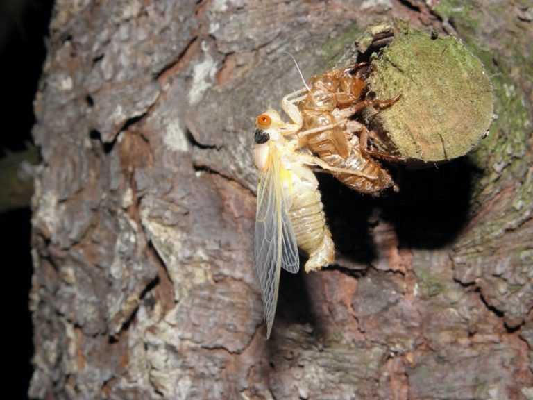 Brood II - Cicada Mania