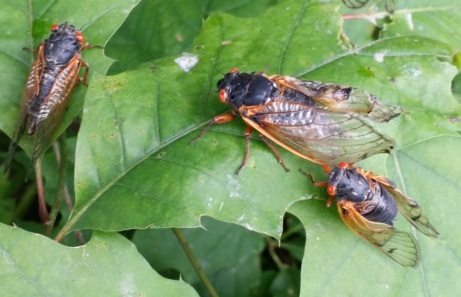 Cicadas on leaves & trees – Brood V Magicicada from Morgantown, WV ...