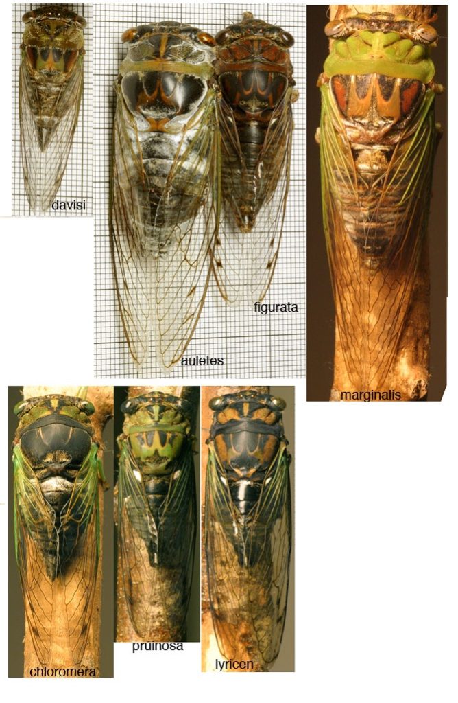Various Megatibicen and Neotibicen compared – Cicada Mania