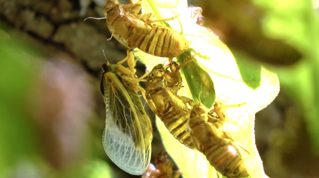 Cicadas on leaves & trees – Brood V Magicicada from Morgantown, WV ...