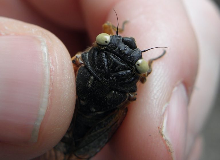 Eye Color – Cicada Mania