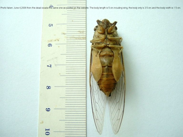 Thailand – Cicada Mania