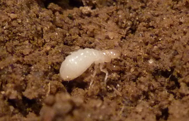 Nymphs – Cicada Mania