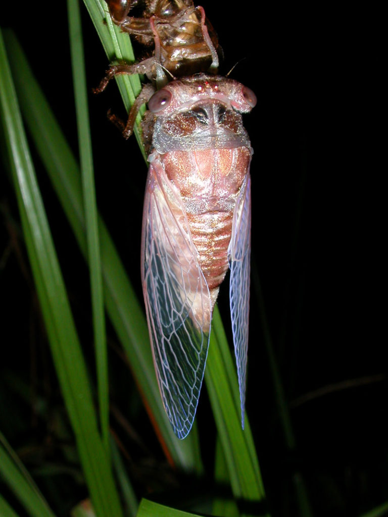Gina Scarborough’s Florida Cicada Photos – Cicada Mania