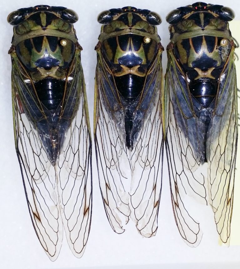 Green Neotibicen – Cicada Mania