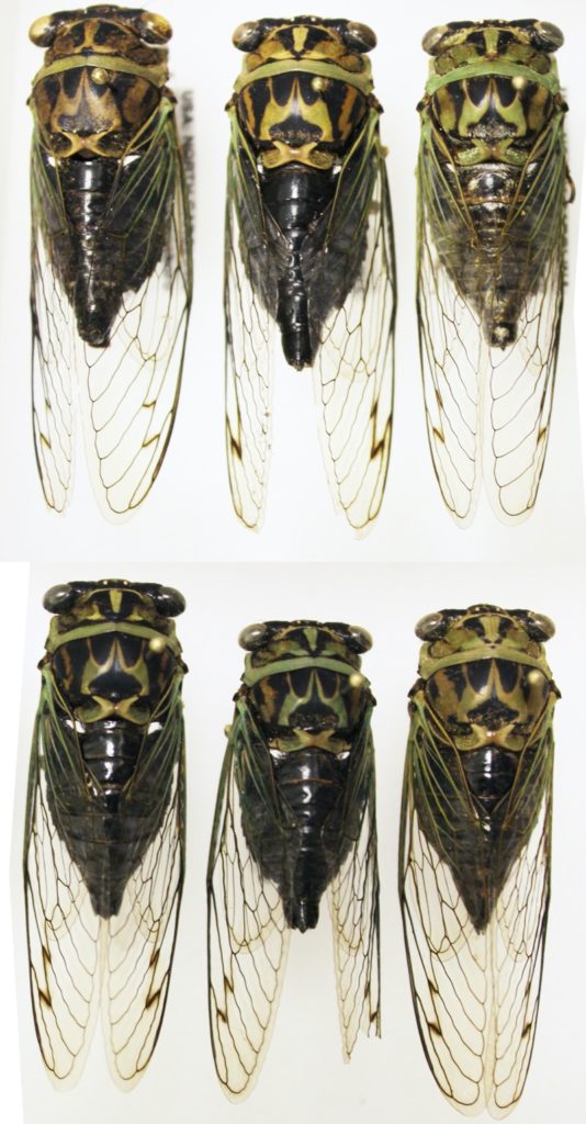 Green Neotibicen – Cicada Mania