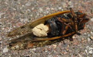 Which fungus attacks Magicicadas? Massospora cicadina – Cicada Mania