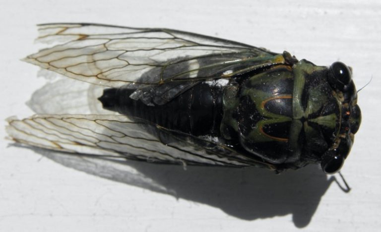 More Neotibicen latifasciatus photos – Cicada Mania